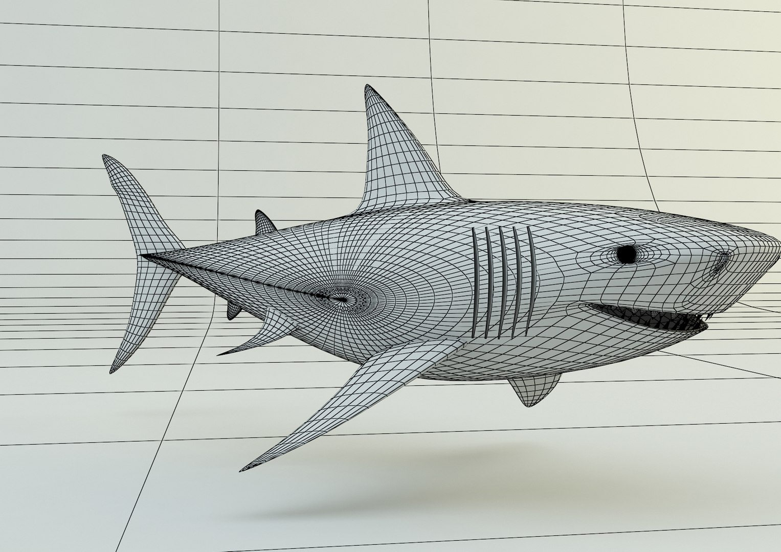 Megalodon Shark Model Model - TurboSquid 2067282
