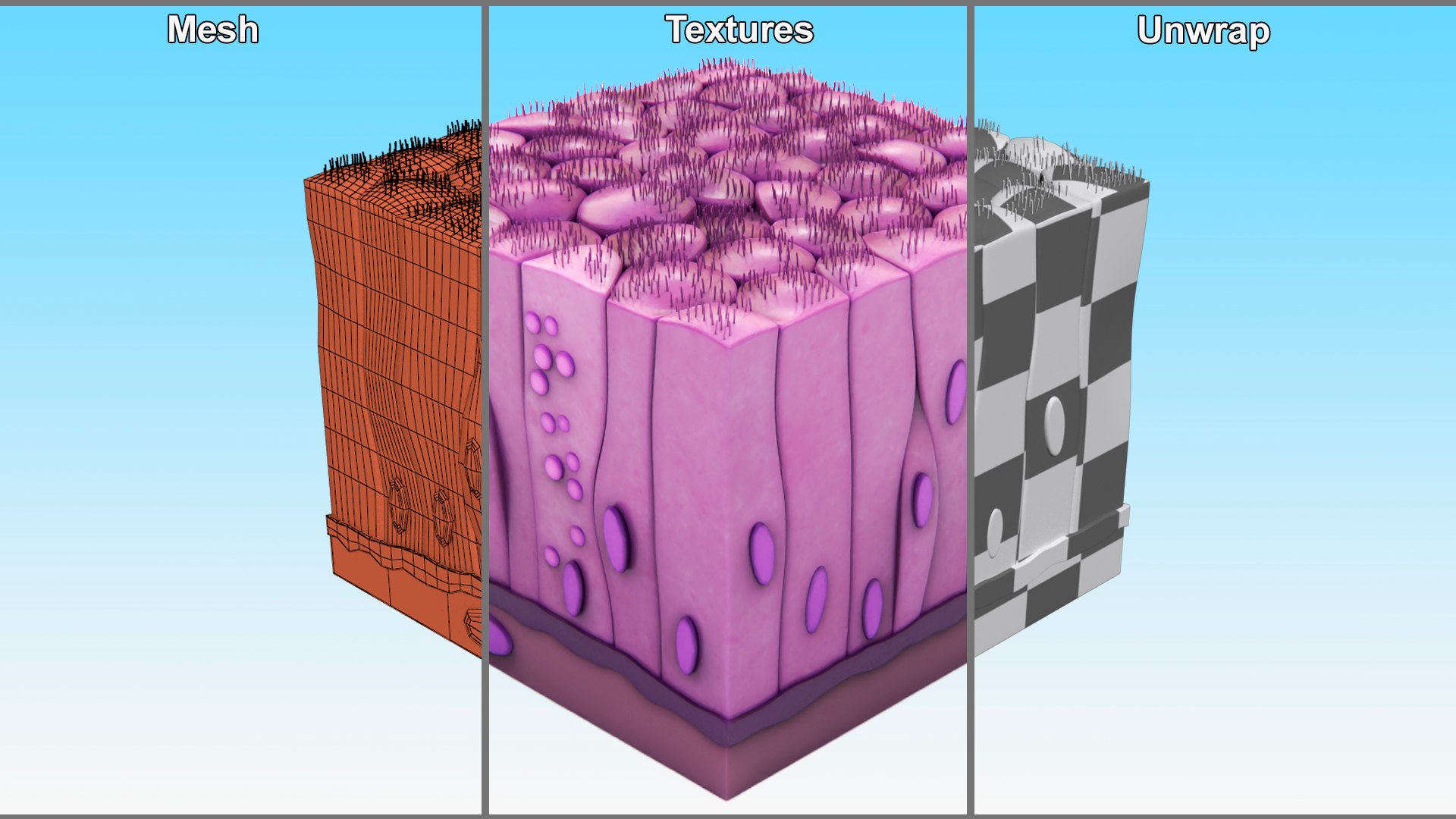 Ciliated Epithelium 3D Model - TurboSquid 2235469
