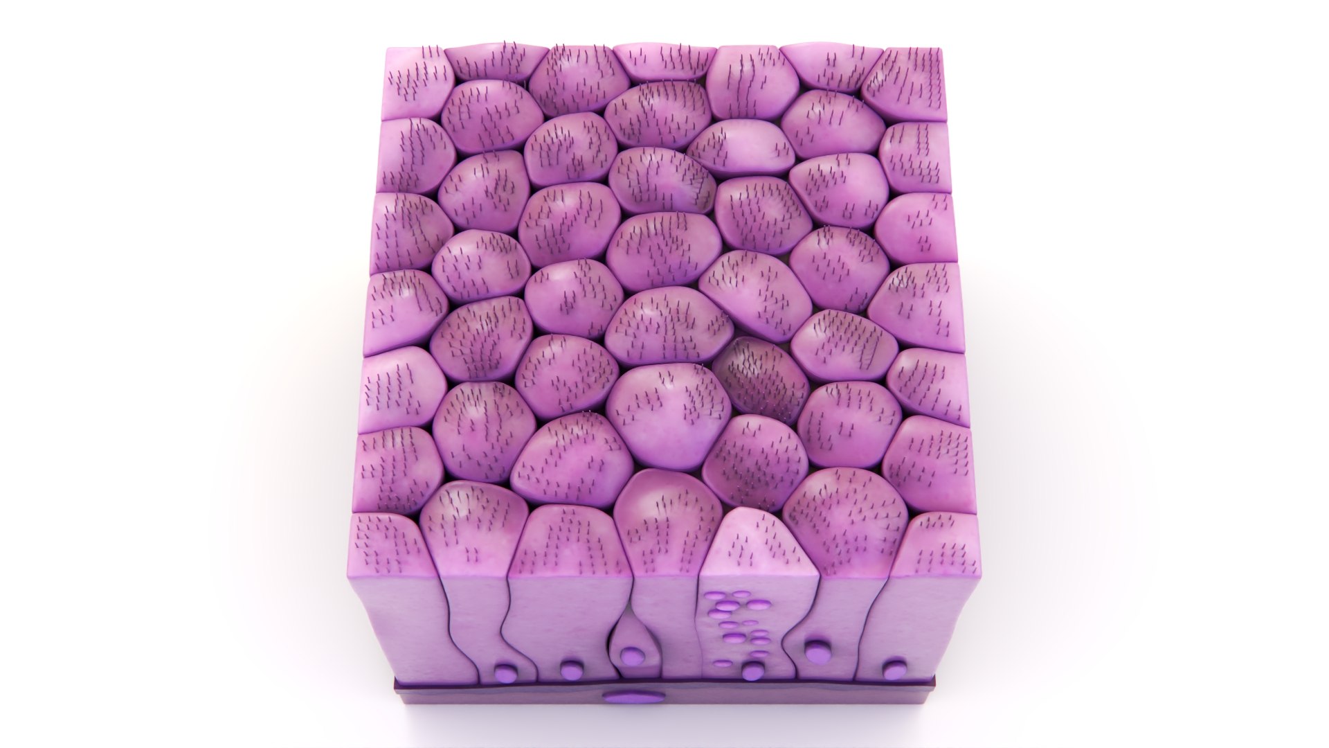 Ciliated Epithelium 3D Model - TurboSquid 2235469