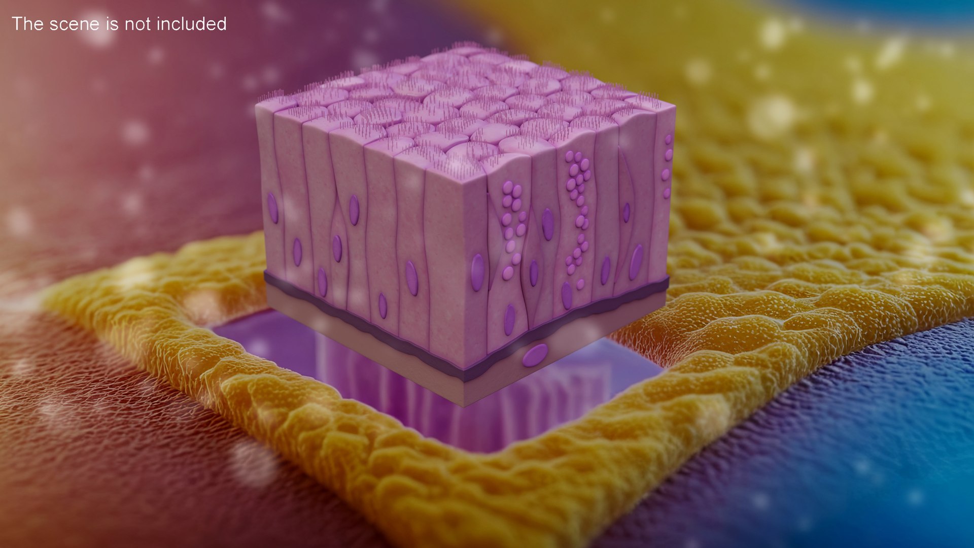 Ciliated Epithelium 3D Model - TurboSquid 2235469
