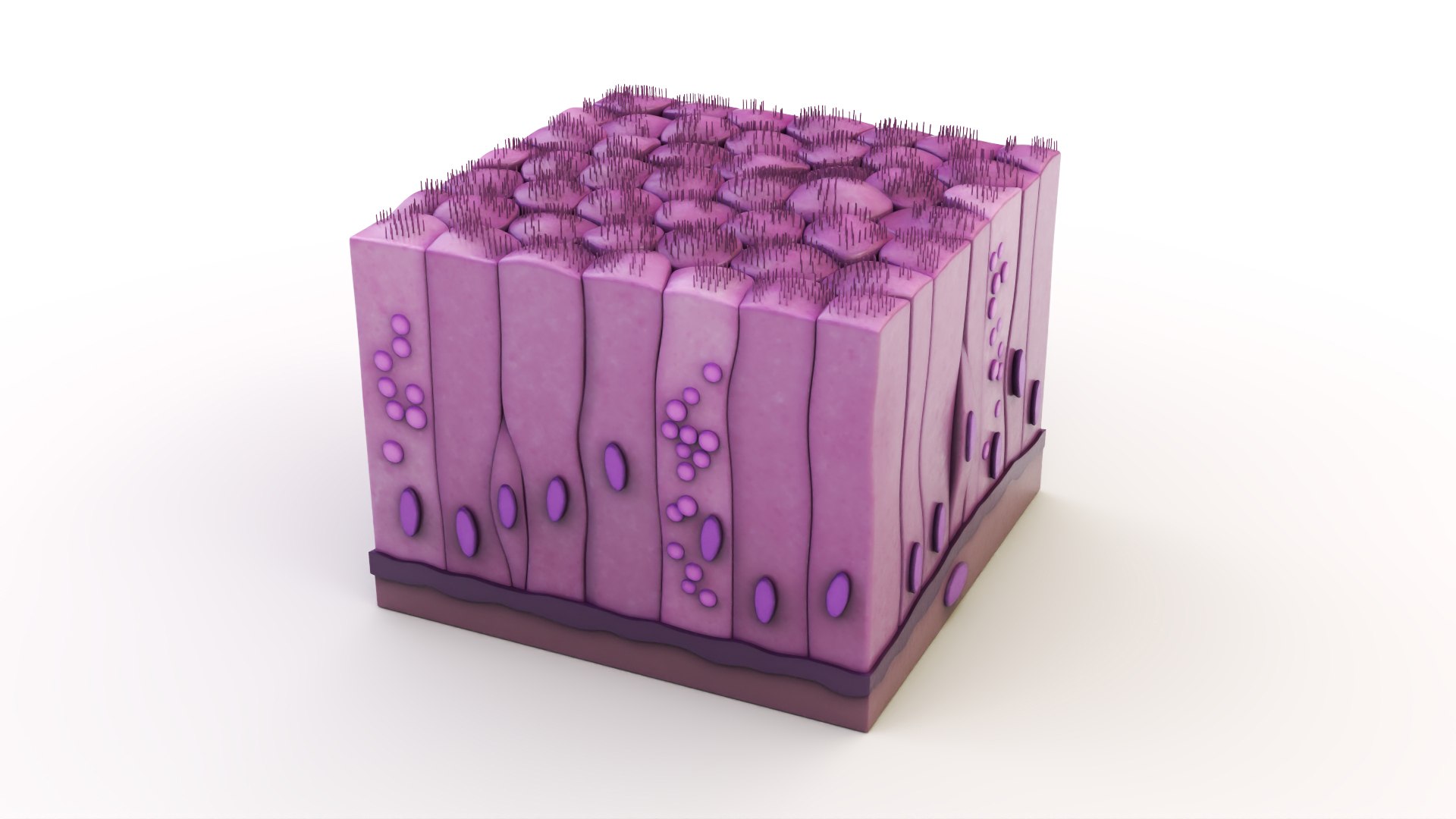 Ciliated Epithelium 3D Model - TurboSquid 2235469