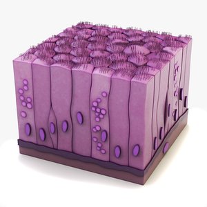 3D Epithelium Models - Browse & Download Formats - TurboSquid