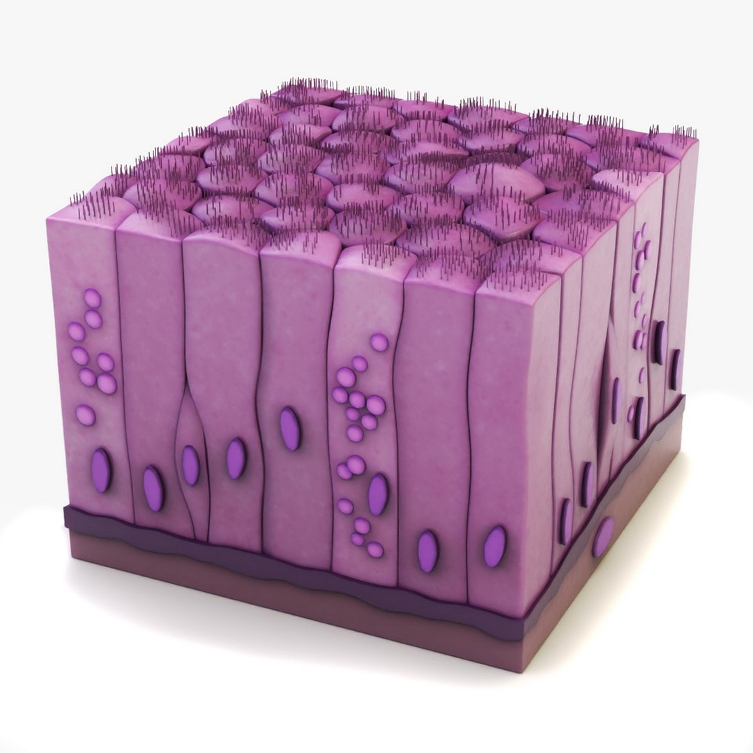 ciliated epithelial cells