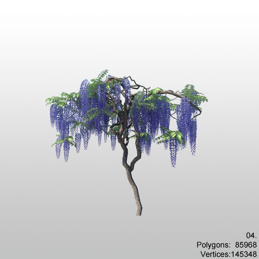 Wisteria Wysteria Plant 3d Model