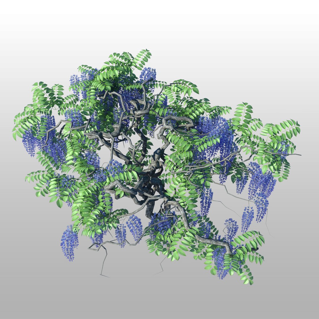 Wisteria Wysteria Plant 3d Model