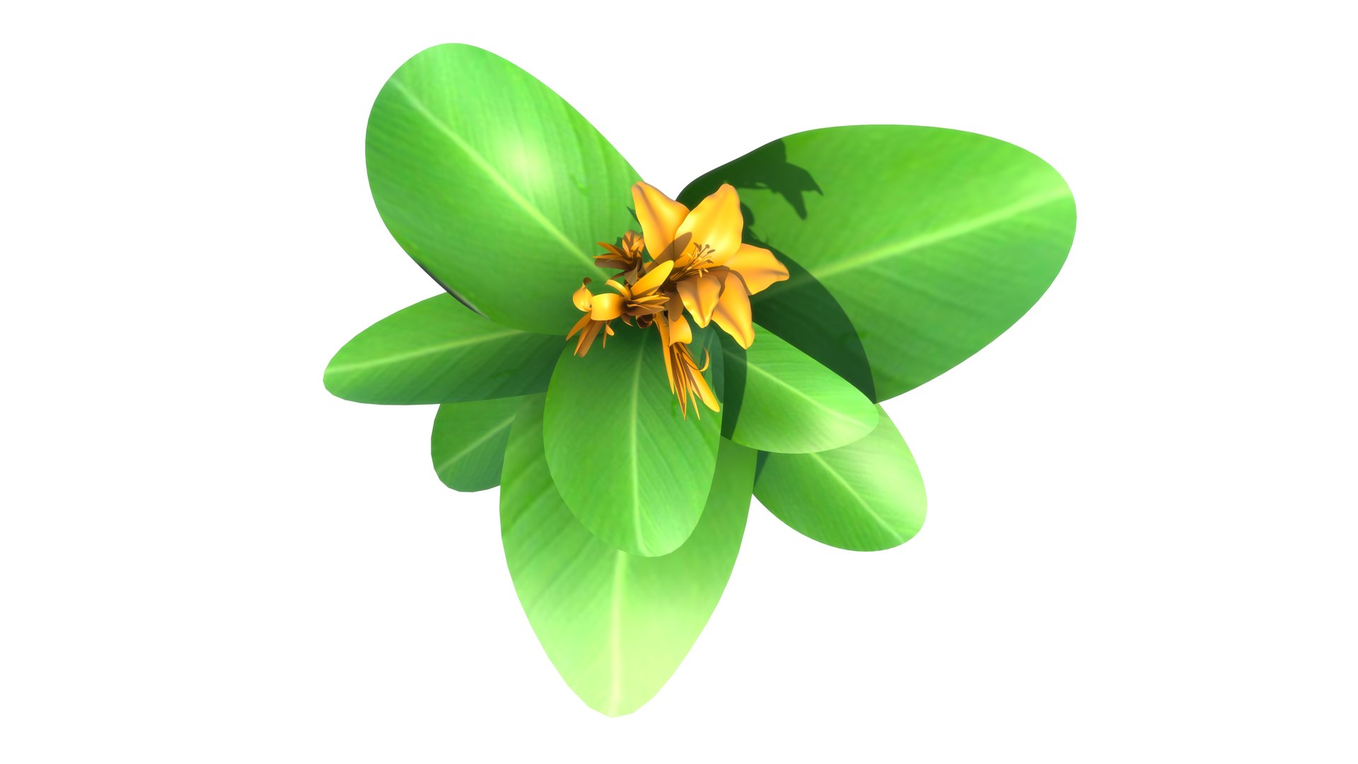 Canna Indica Plant 3D Model - TurboSquid 2185763