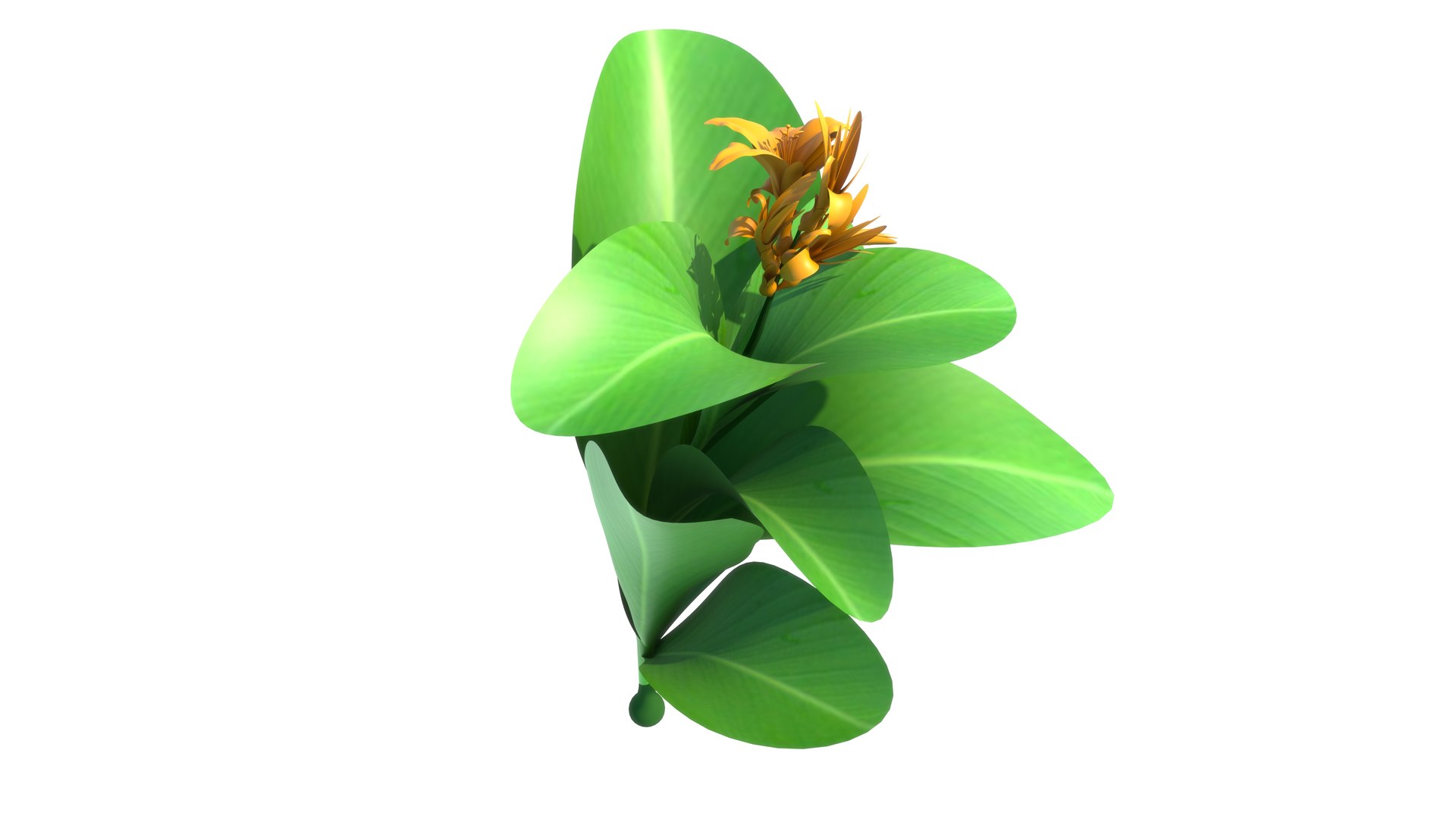 Canna Indica Plant 3D Model - TurboSquid 2185763