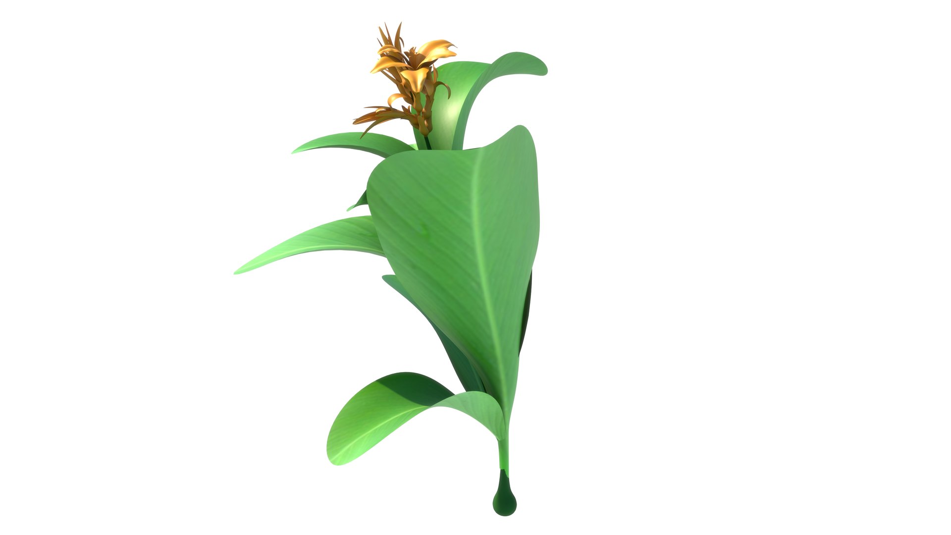 Canna Indica Plant 3D Model - TurboSquid 2185763