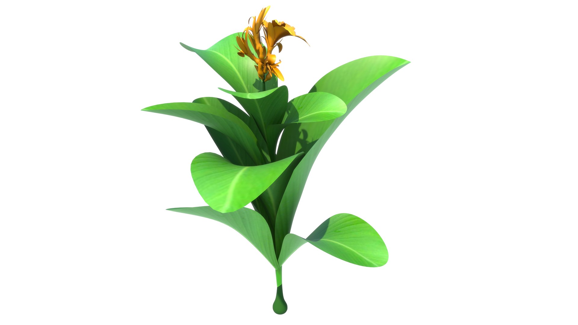 Canna Indica Plant 3D Model - TurboSquid 2185763