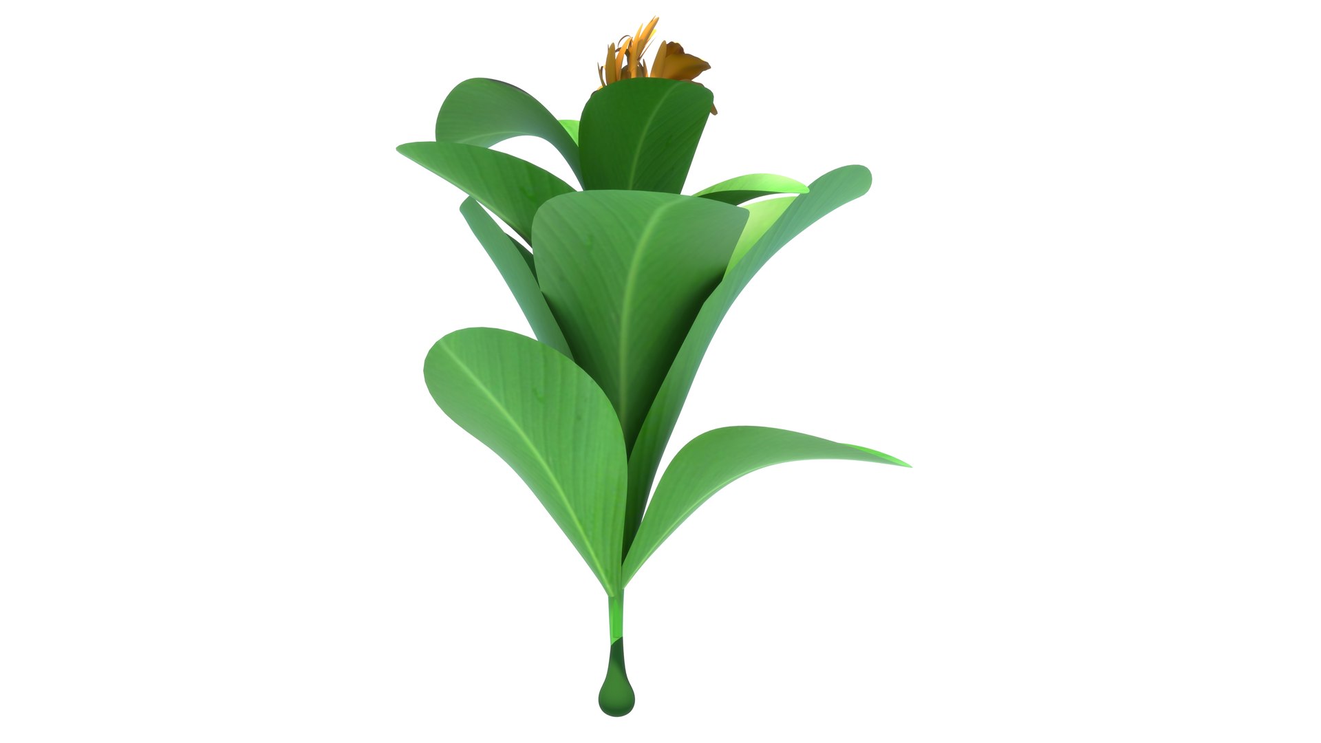 Canna Indica Plant 3D Model - TurboSquid 2185763