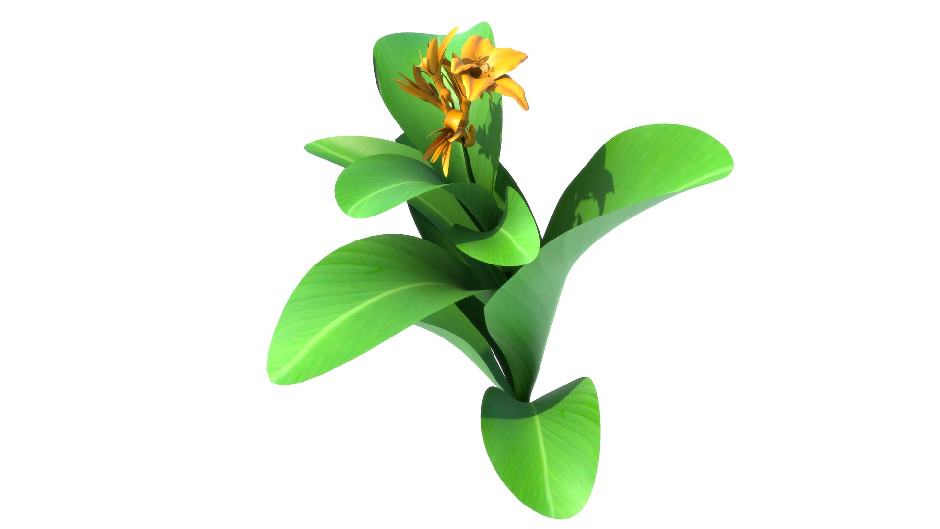 Canna Indica Plant 3D Model - TurboSquid 2185763