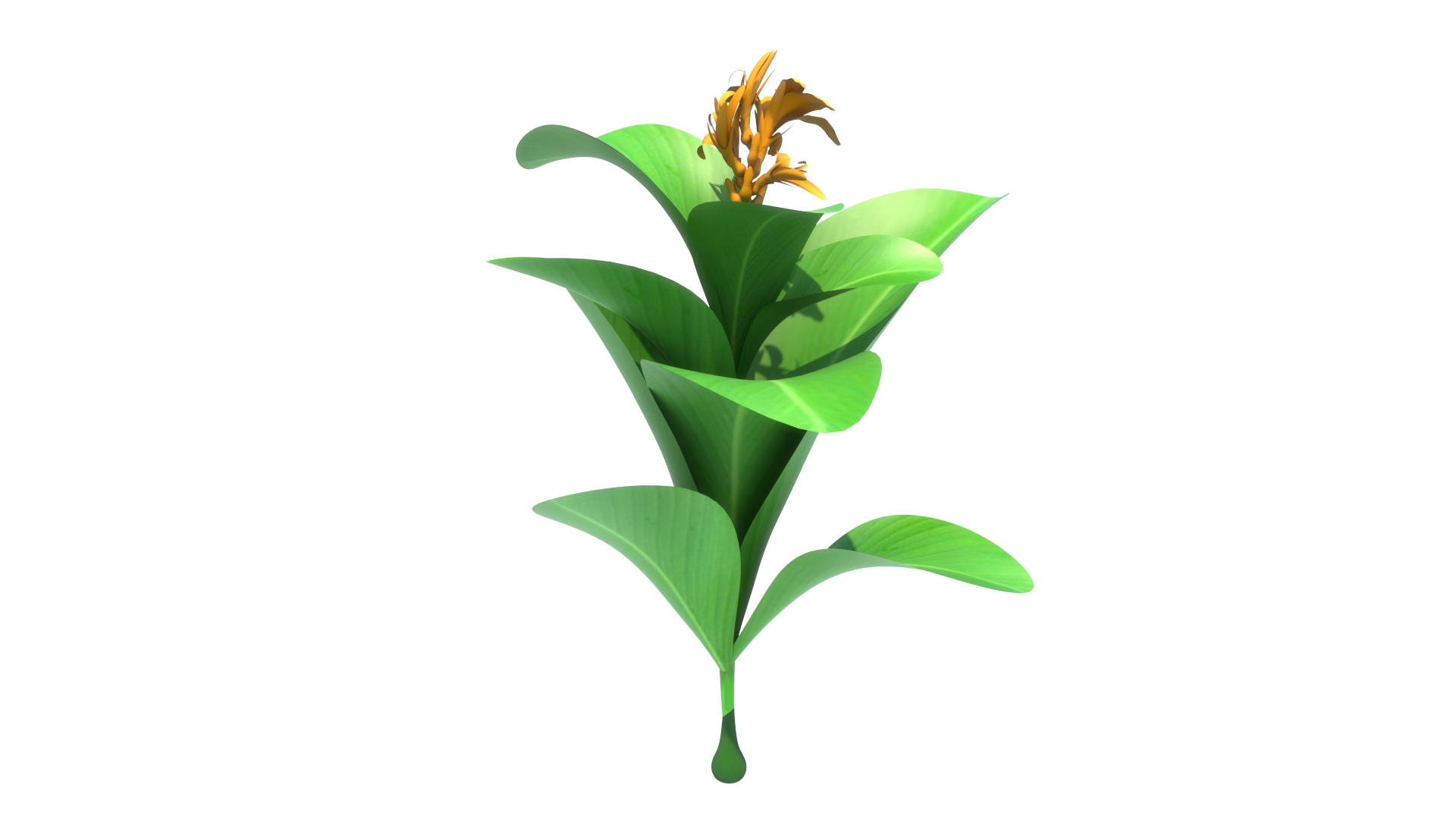 Canna Indica Plant 3D Model - TurboSquid 2185763