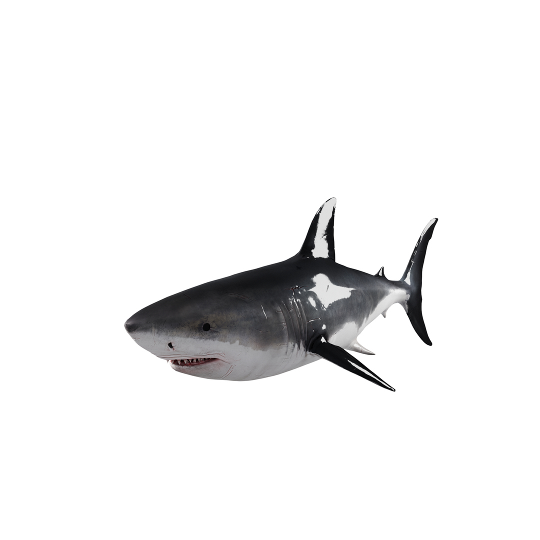 3D Shark Rigged Animated 3d Model - TurboSquid 2350029