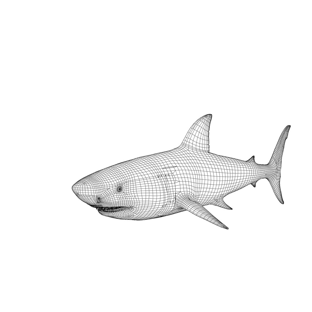 3D Shark Rigged Animated 3d Model - TurboSquid 2350029
