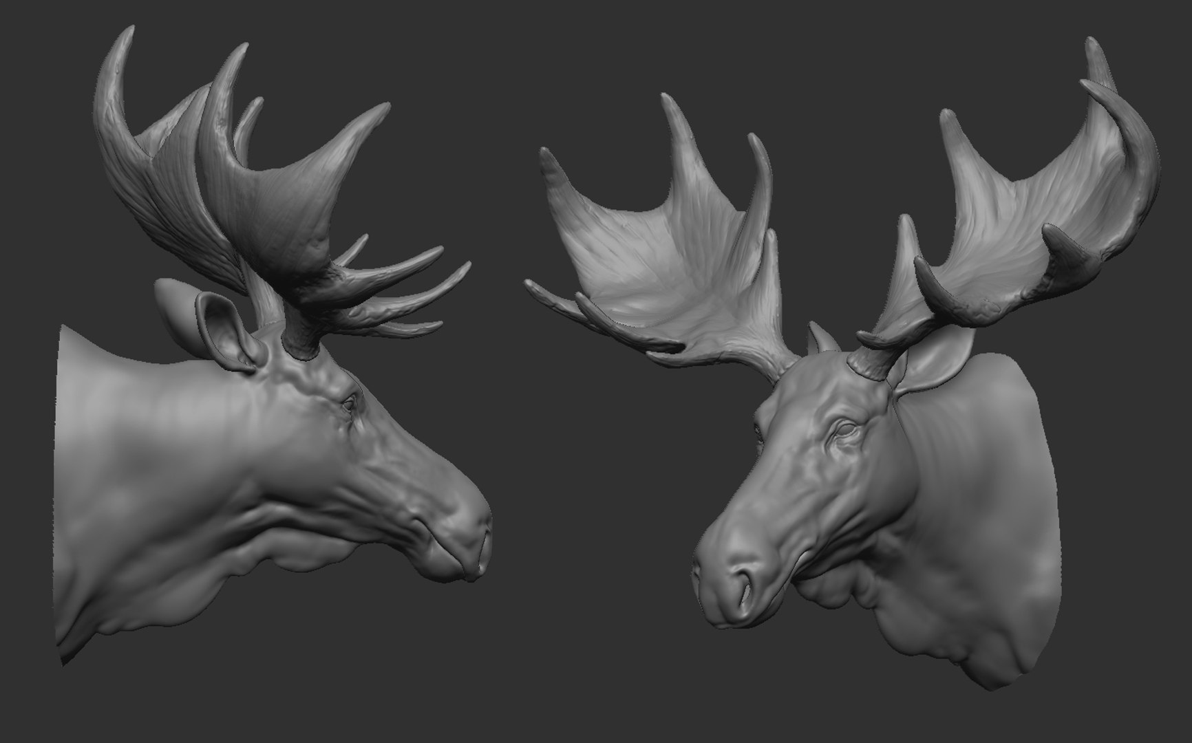3D Moose Head - TurboSquid 2175325