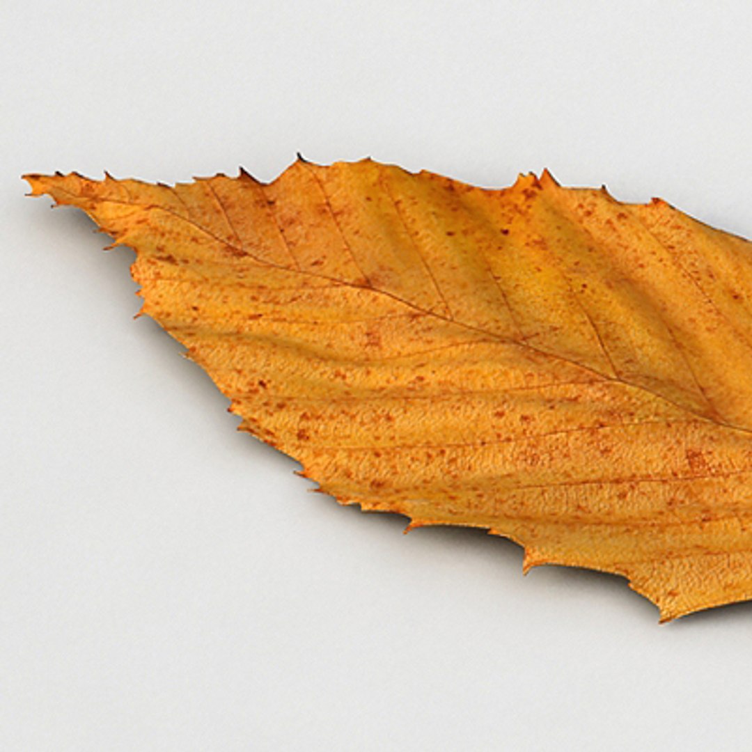 C4d Fallen Leaves Pack