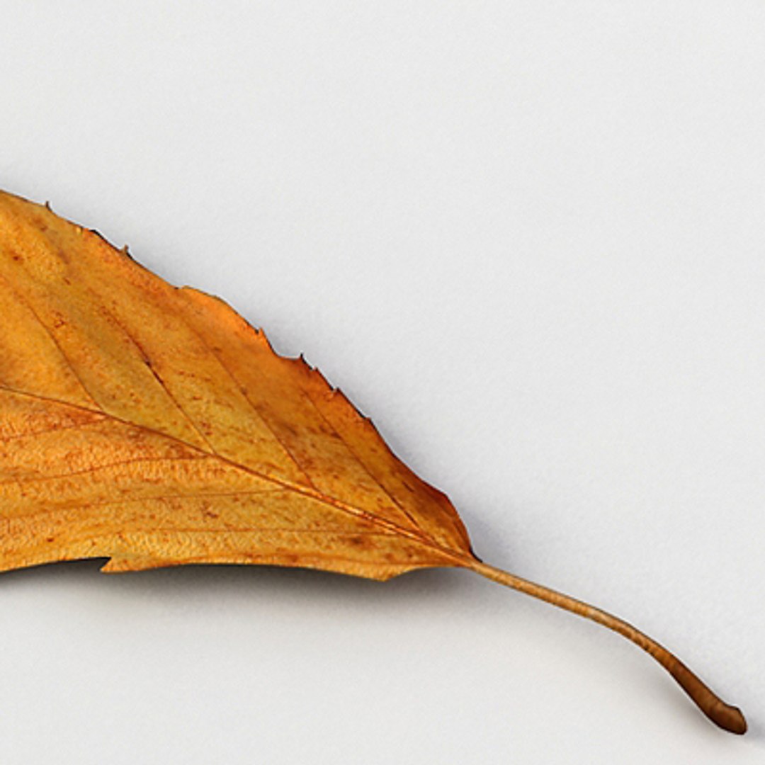 C4d Fallen Leaves Pack