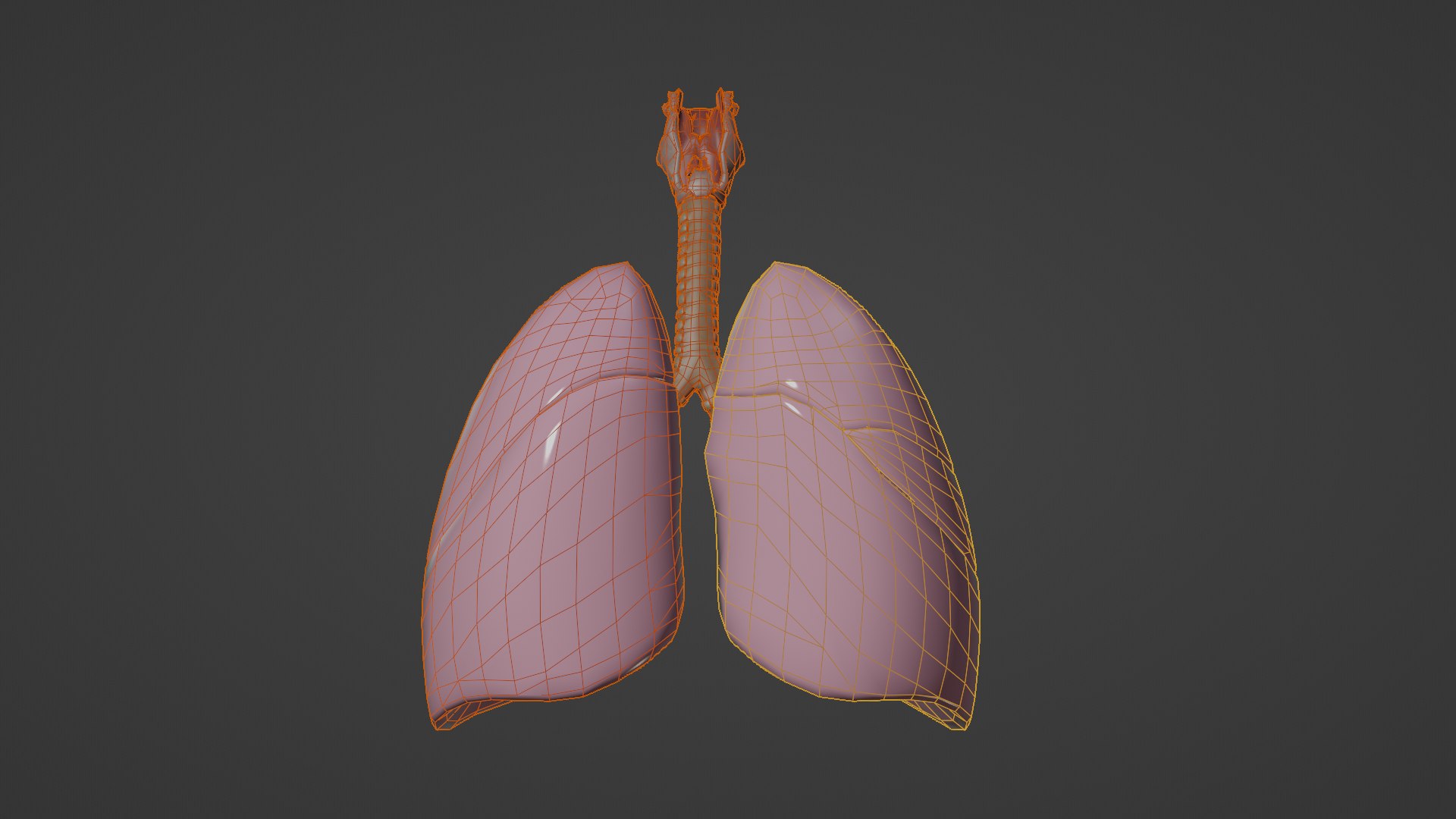Lungs model - TurboSquid 2079006