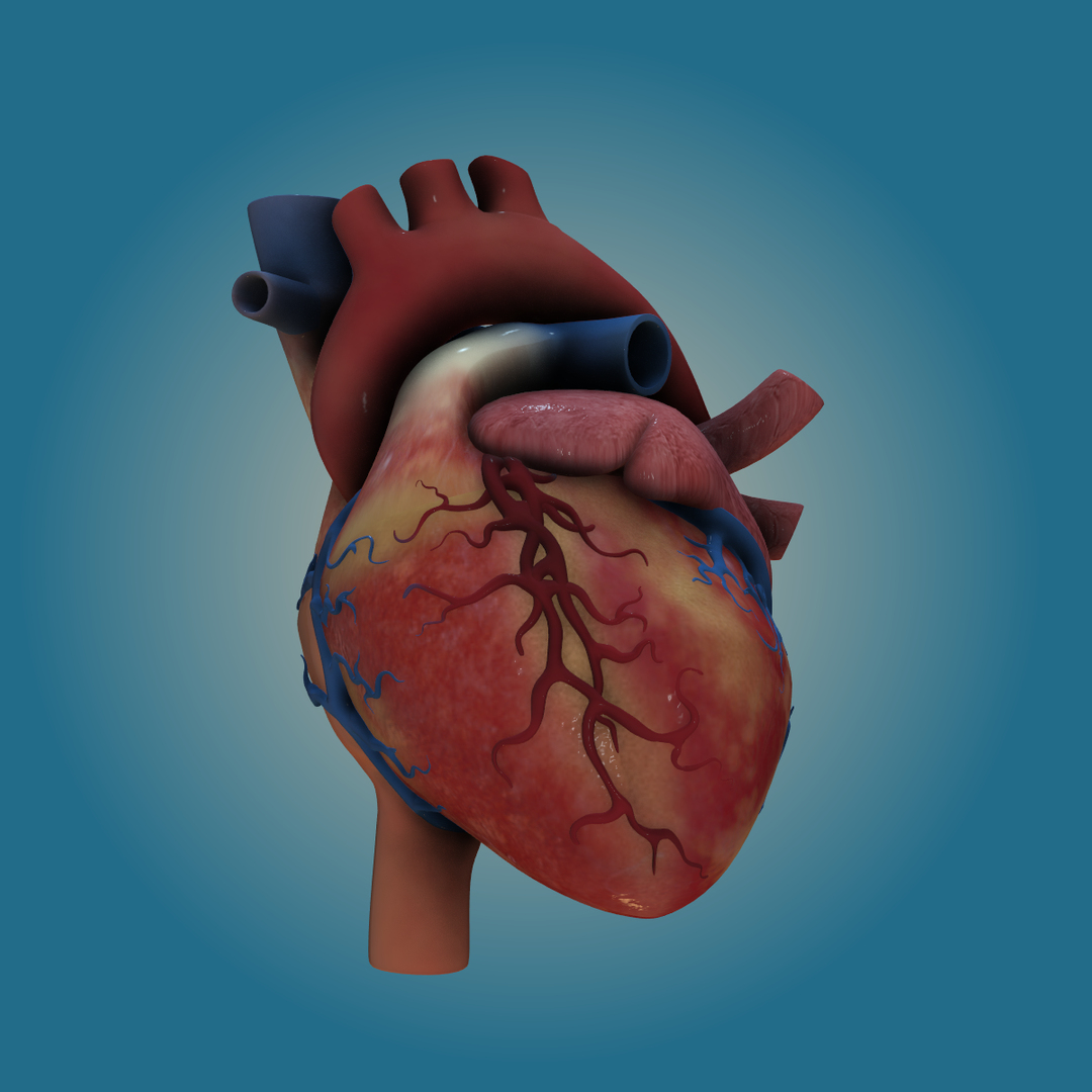 3d Lwo Human Heart