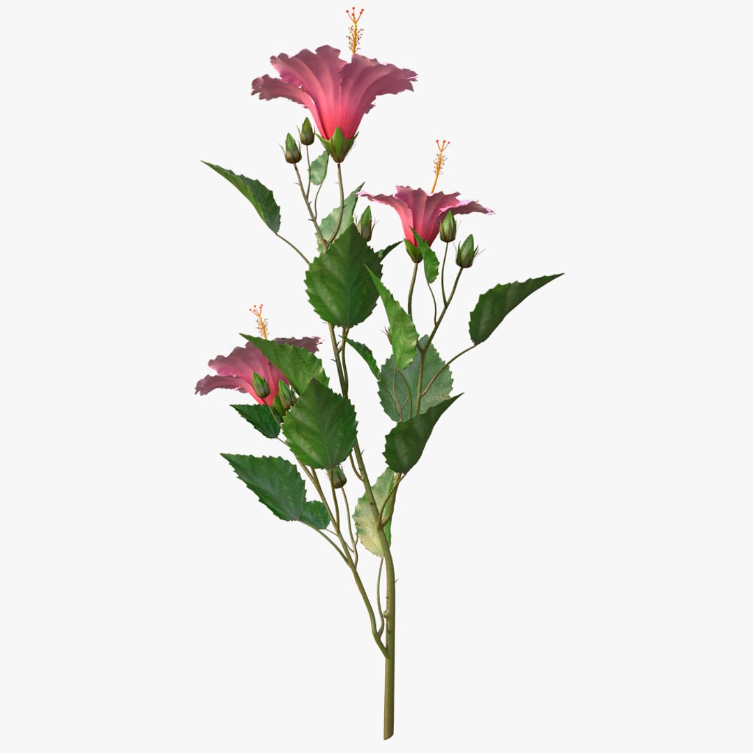 3d Model Hibiscus Pink