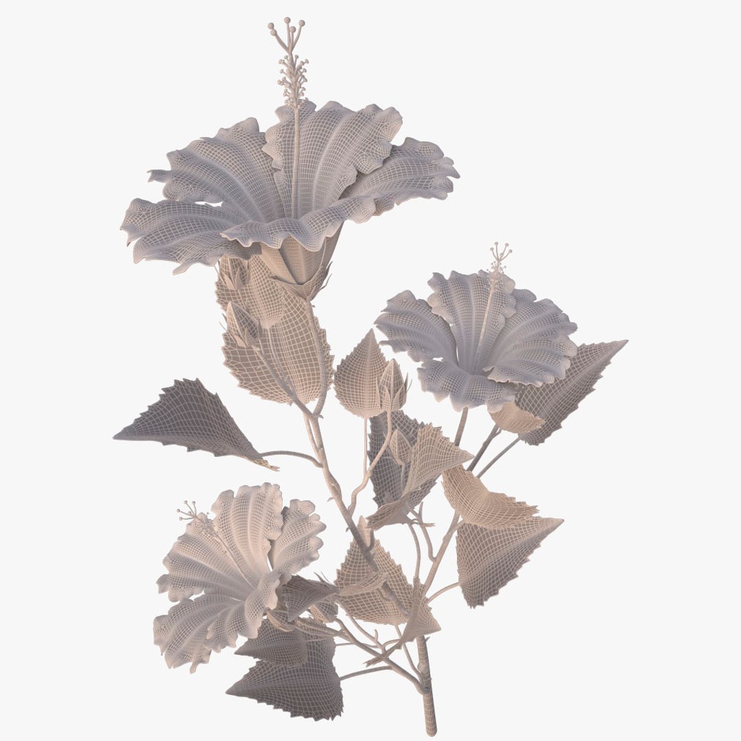 3d Model Hibiscus Pink