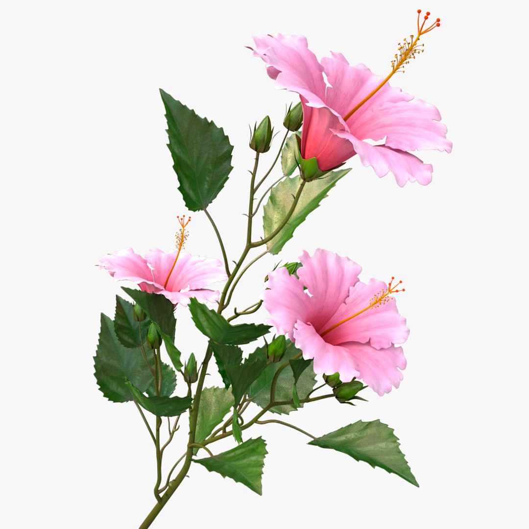 3d Model Hibiscus Pink
