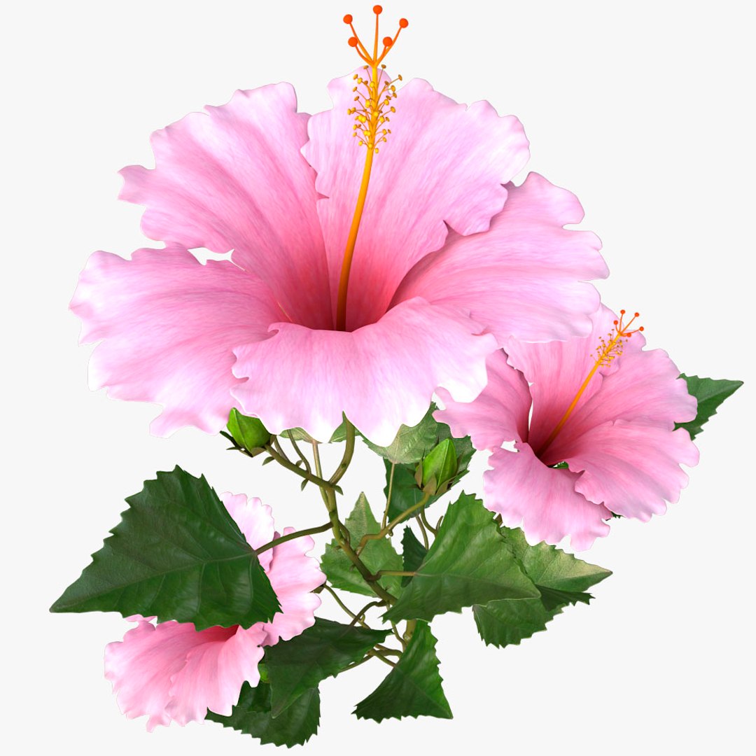 3d Model Hibiscus Pink