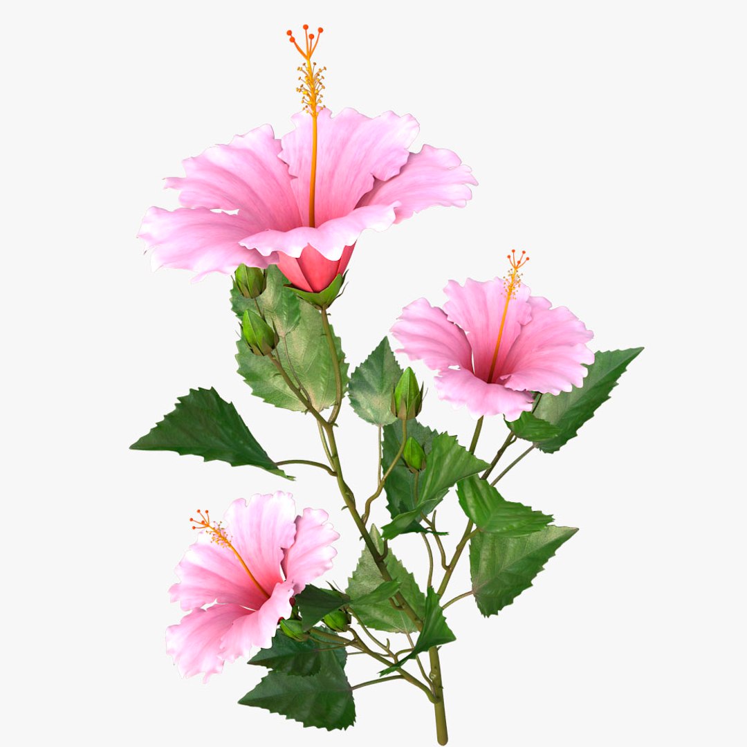 3d Model Hibiscus Pink