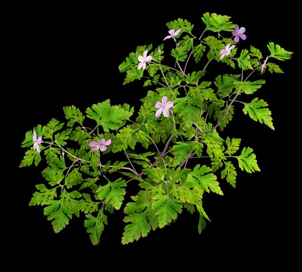 Geranium 3D Models for Download | TurboSquid