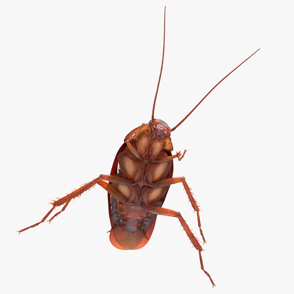 modelo 3d Cucaracha animada girando para Cinema 4D - TurboSquid 2105267
