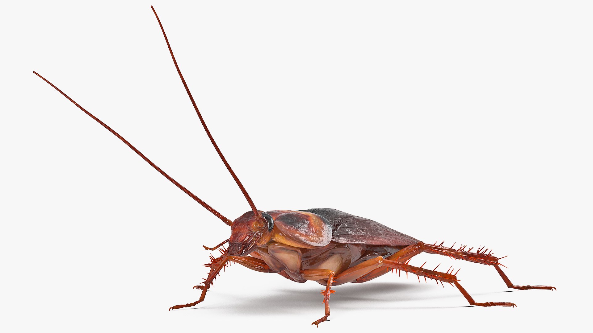 Animated Cockroach Spinning Rigged For Cinema 4D 3D Model - TurboSquid ...
