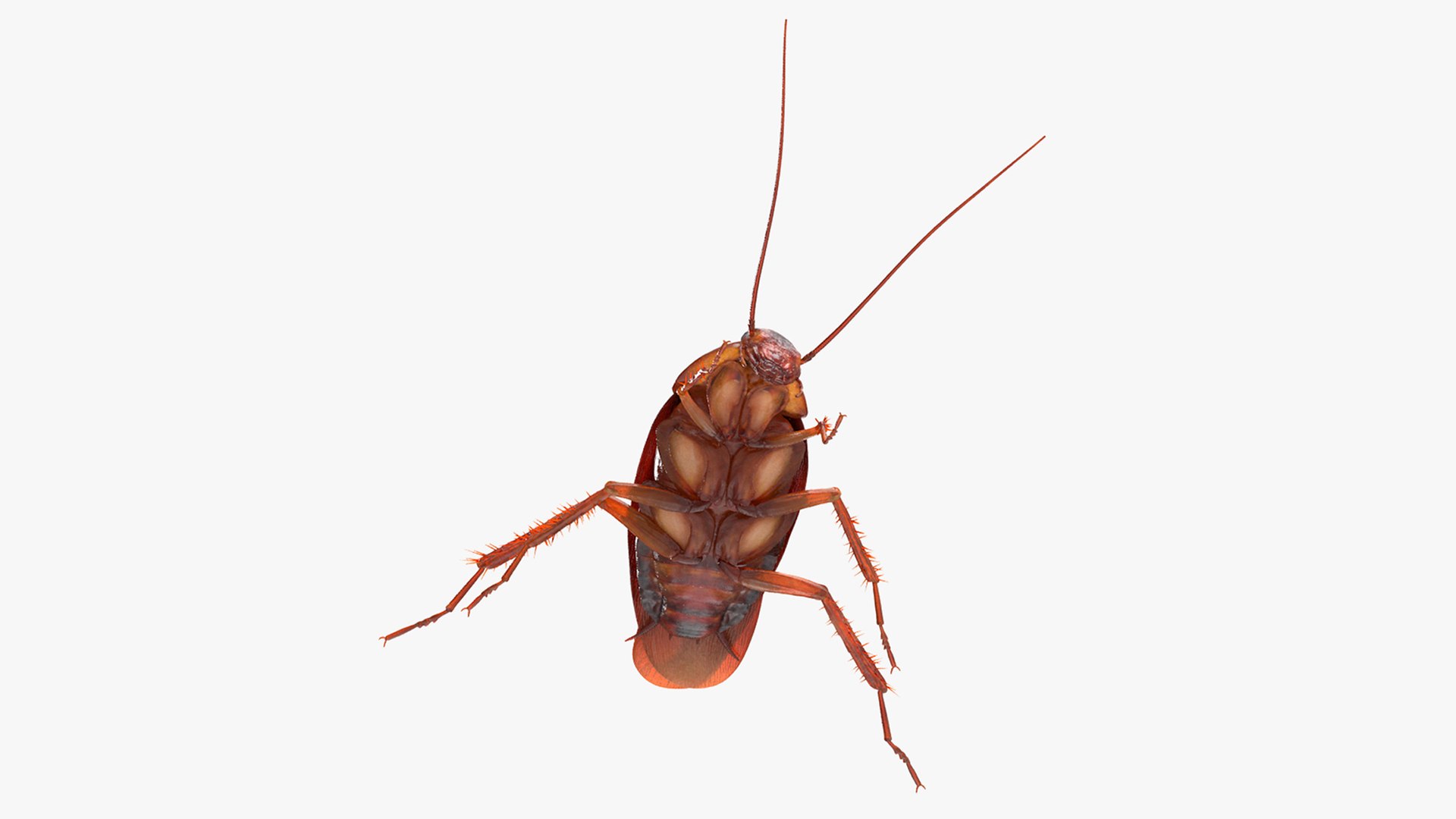 Animated Cockroach Spinning Rigged For Cinema 4d 3d Model Turbosquid 2105267