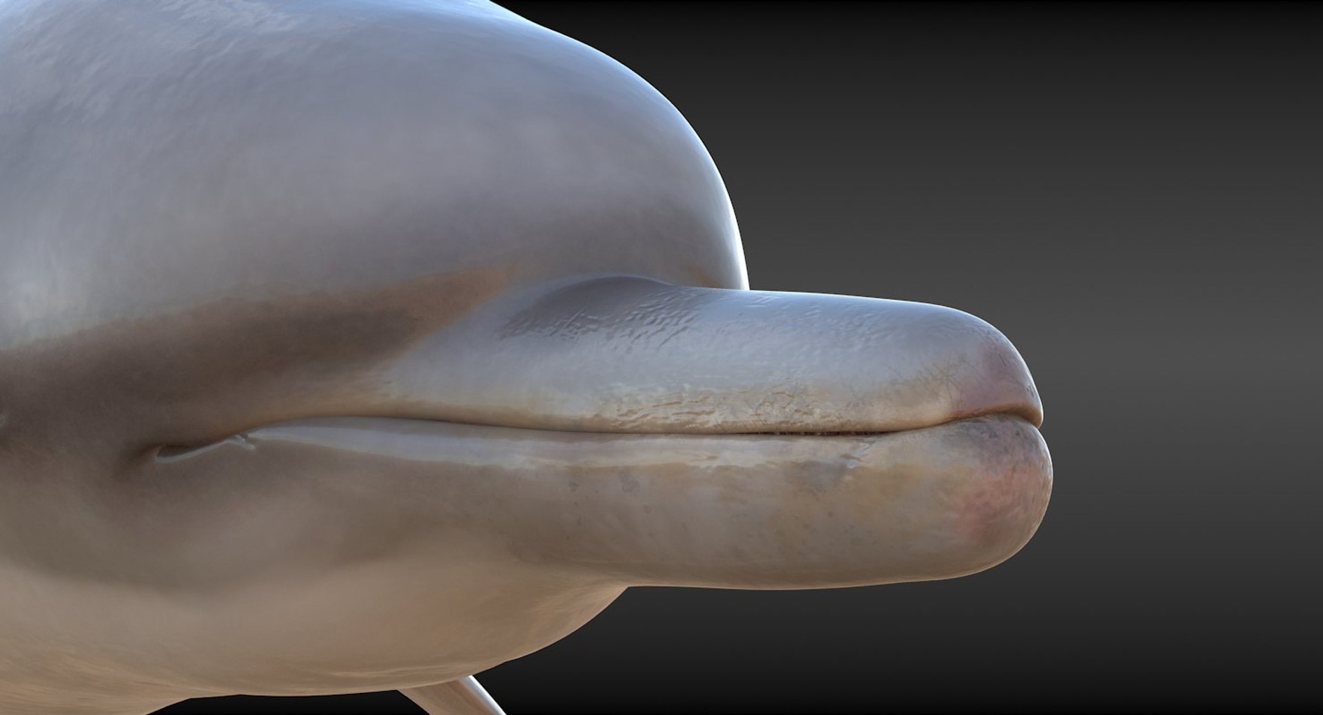 3d Rigged Bottlenose Dolphin
