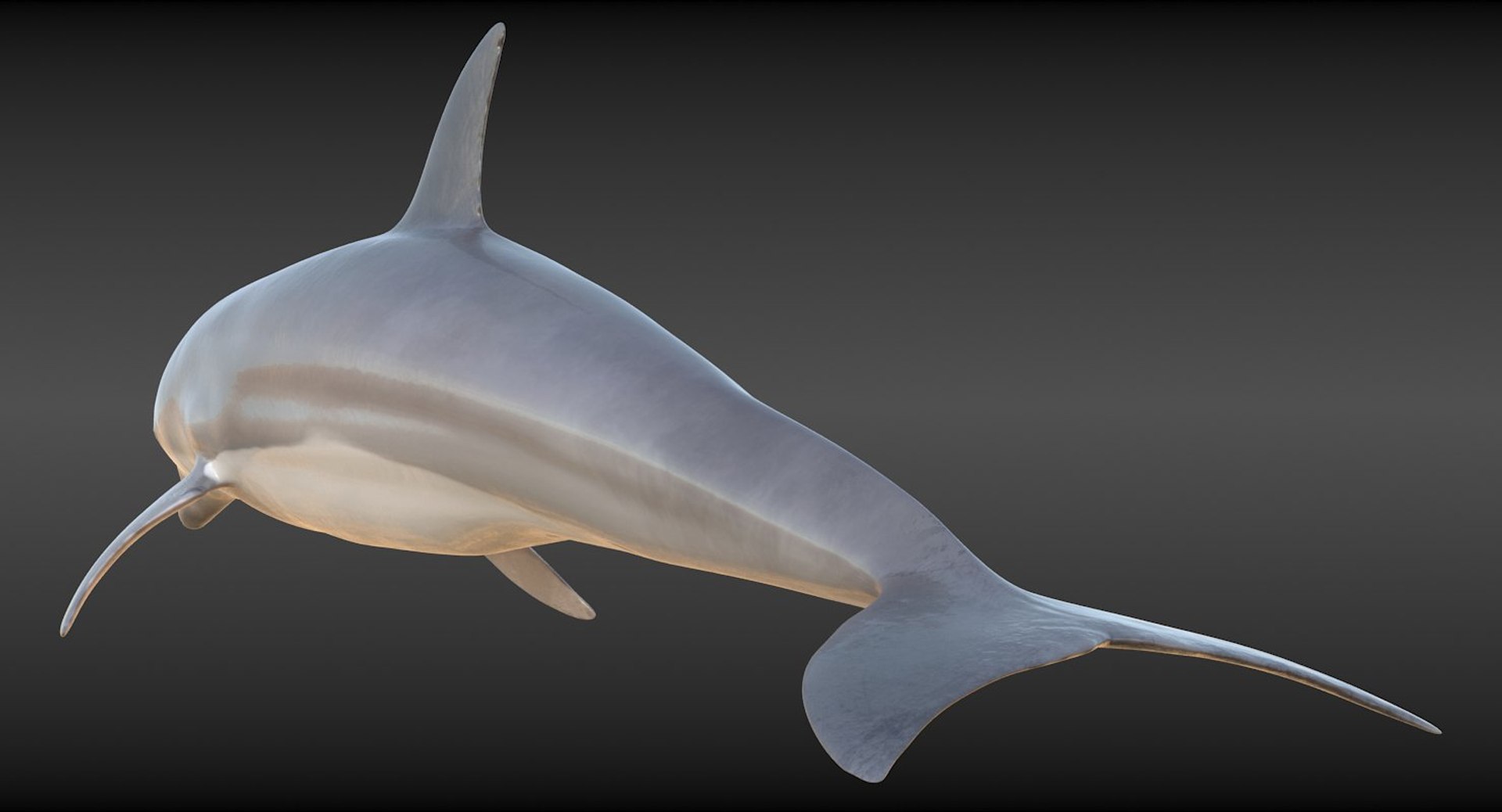 3d Rigged Bottlenose Dolphin