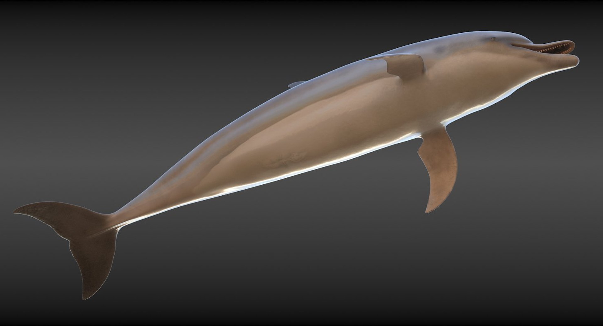 3d Rigged Bottlenose Dolphin