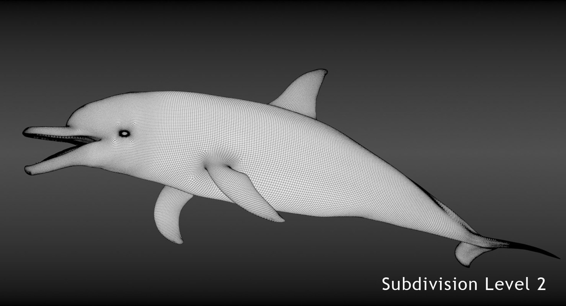 3d Rigged Bottlenose Dolphin