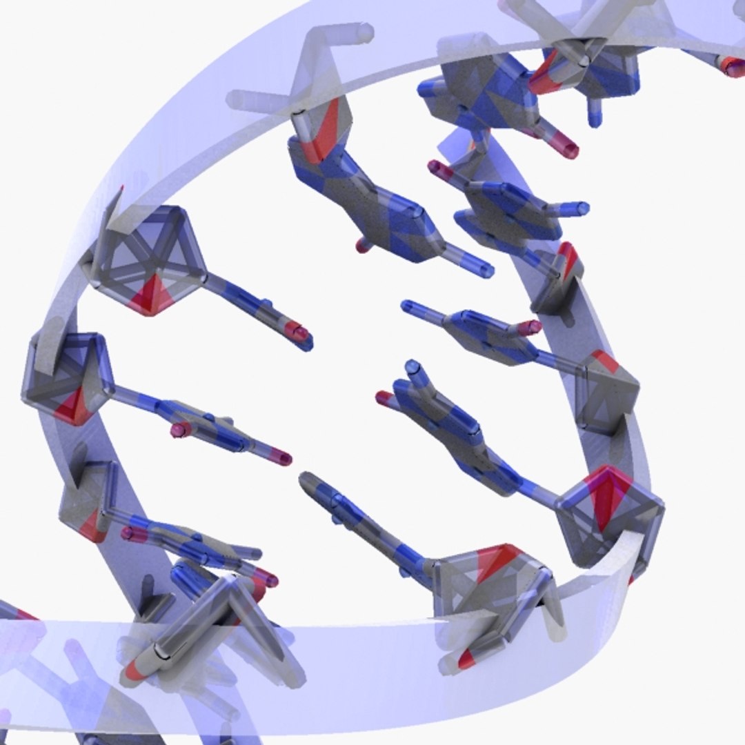 3d Dna