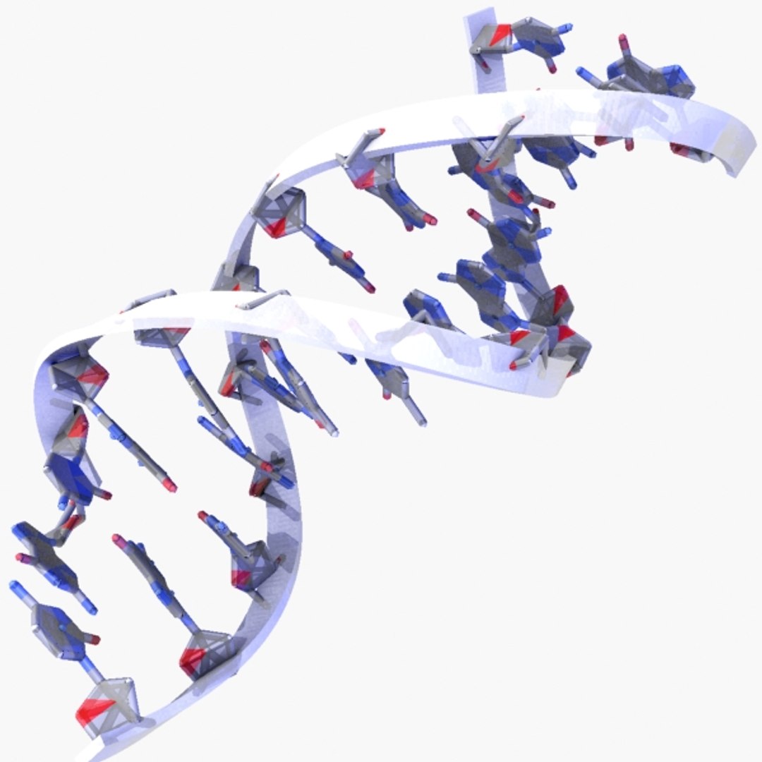 3d Dna