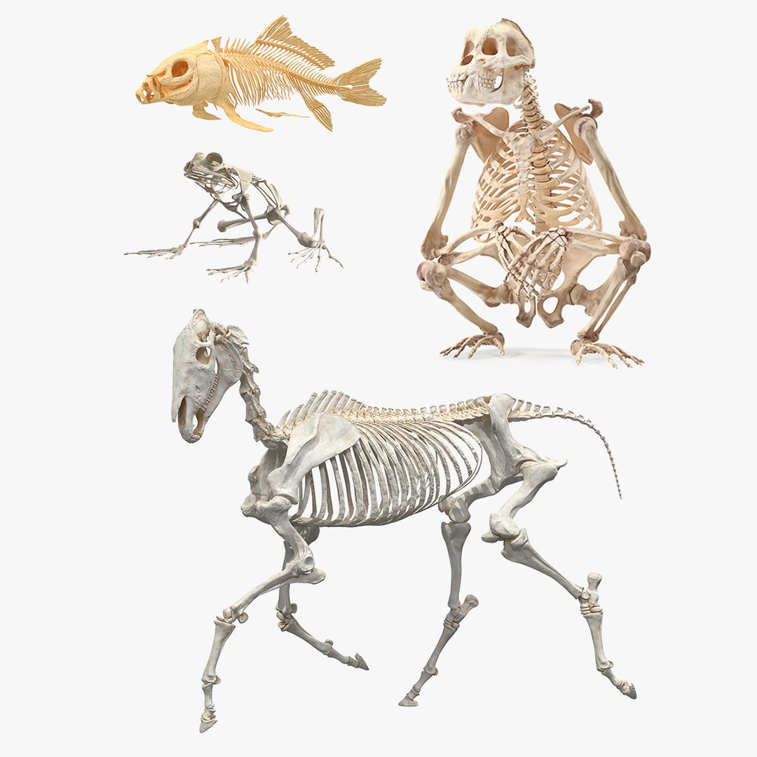 3d skeleton shapes