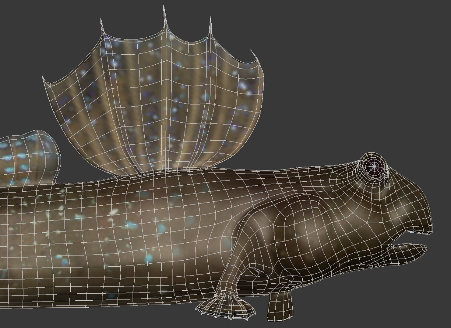 3D Jump Fish Boleophthalmus - TurboSquid 1298265