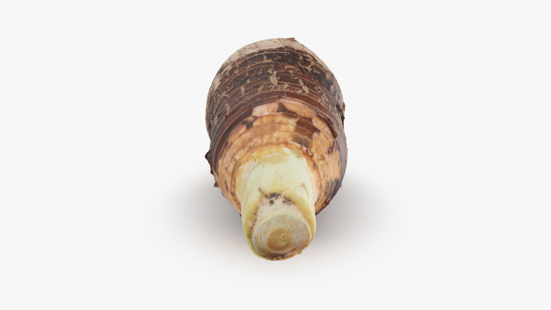 3D Taro - TurboSquid 2203055