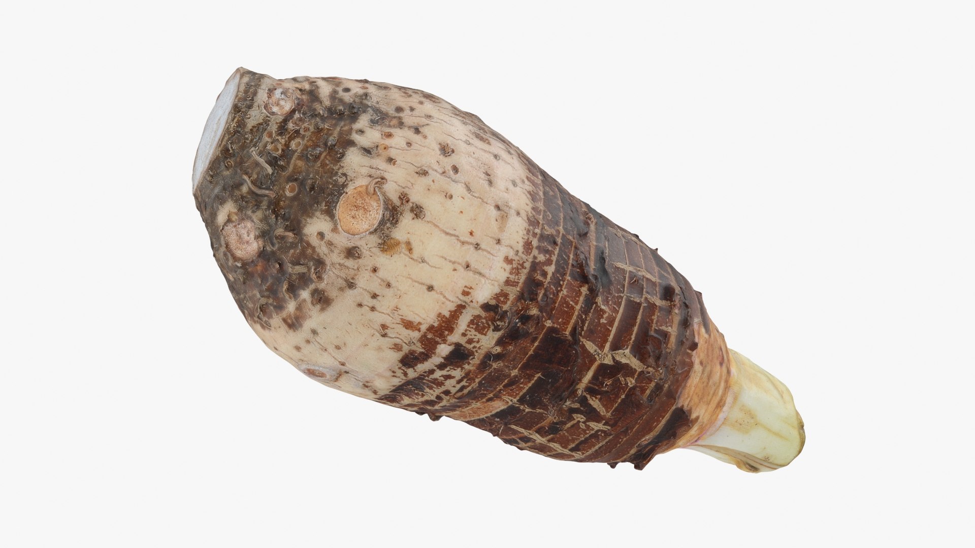 3D Taro - TurboSquid 2203055