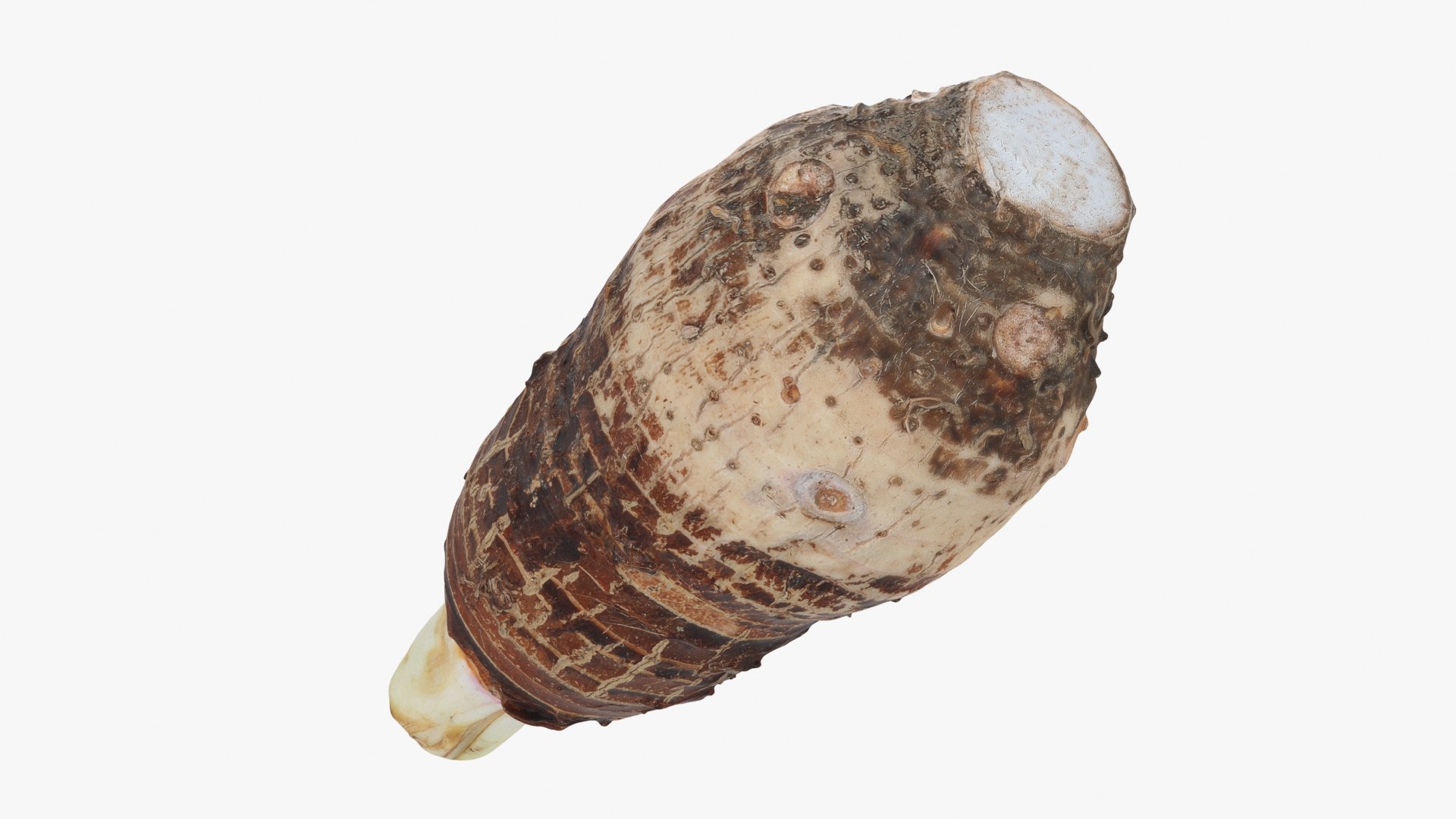 3D Taro - TurboSquid 2203055