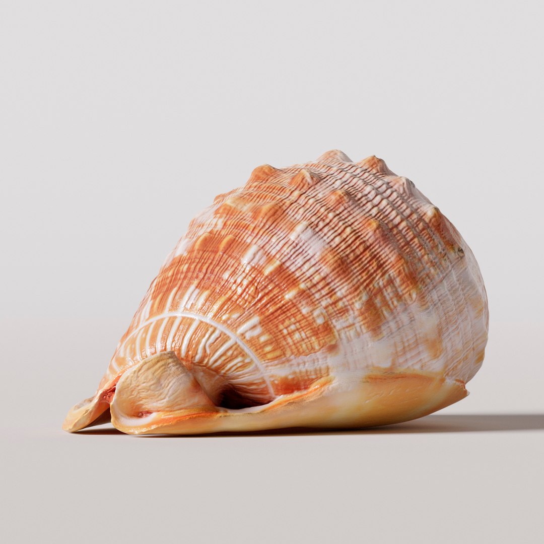 Cypraecassis rufa seashell model - TurboSquid 1387280