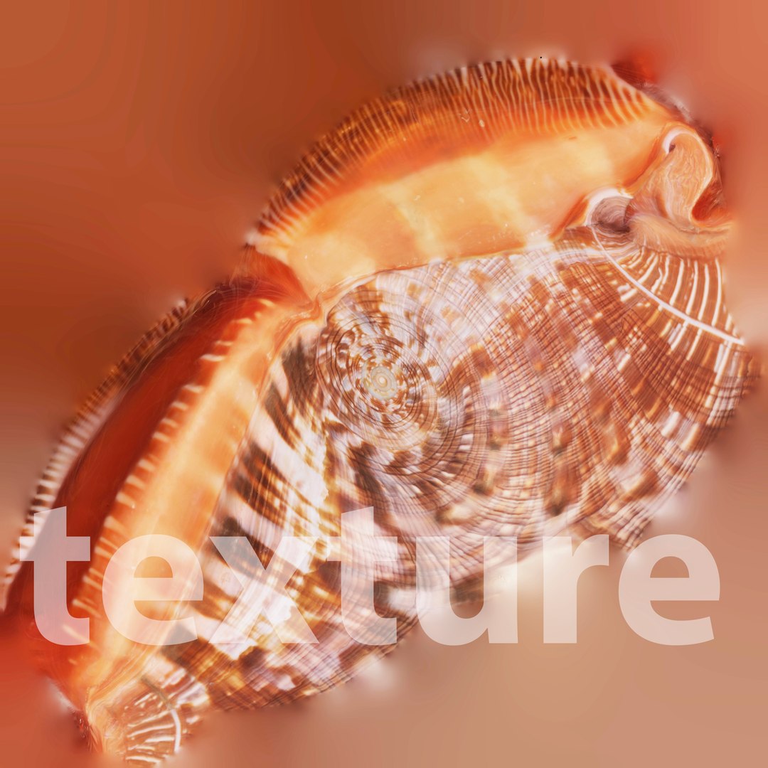 Cypraecassis rufa seashell model - TurboSquid 1387280