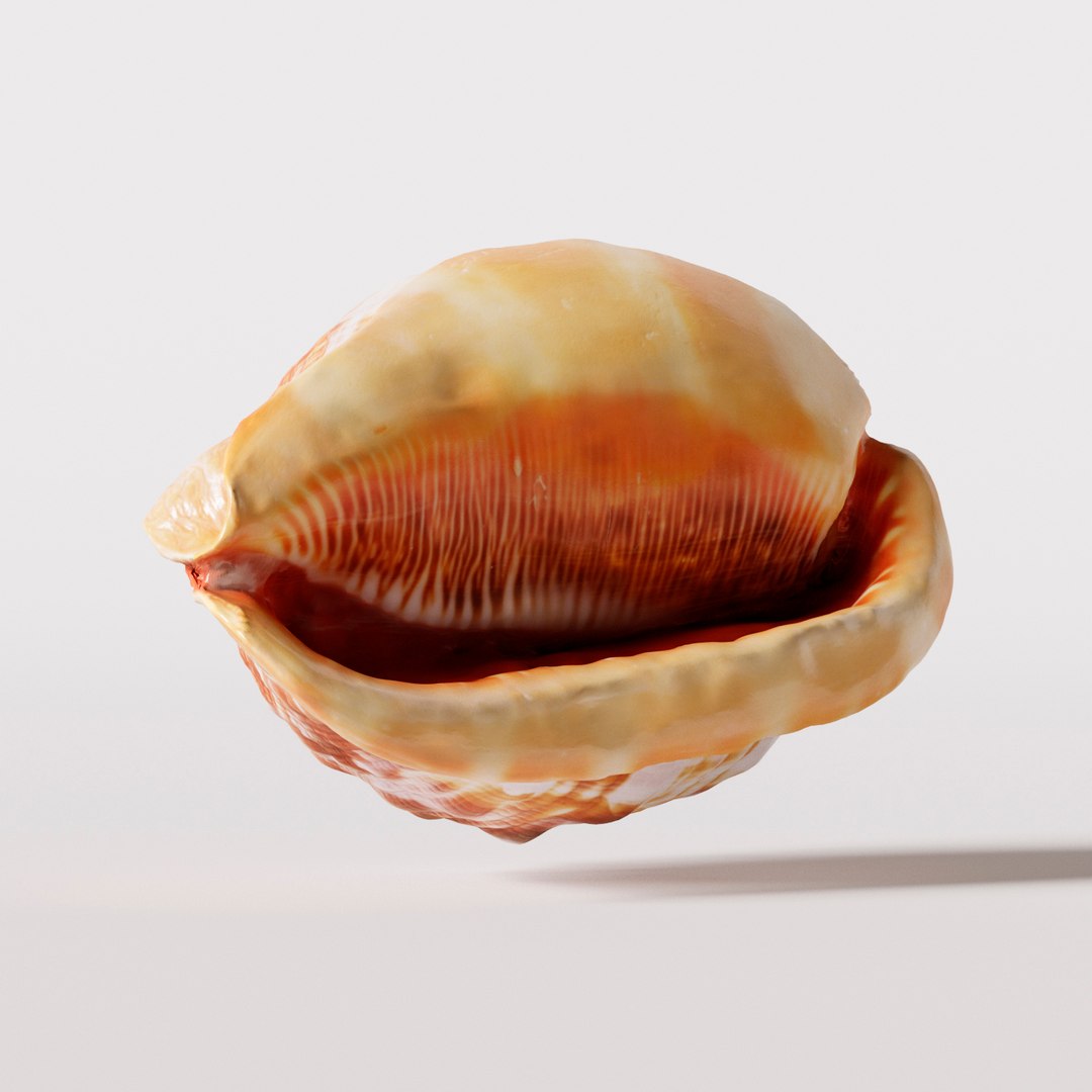 Cypraecassis rufa seashell model - TurboSquid 1387280