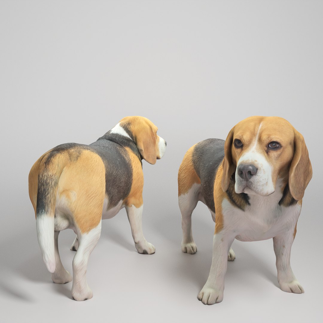 Beagle Dog 09 3D Model - TurboSquid 1737063