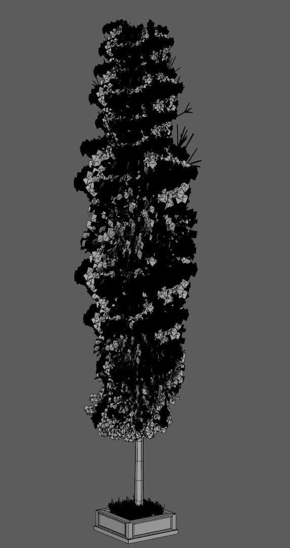 Cipres Tree 3D Model - TurboSquid 1237804