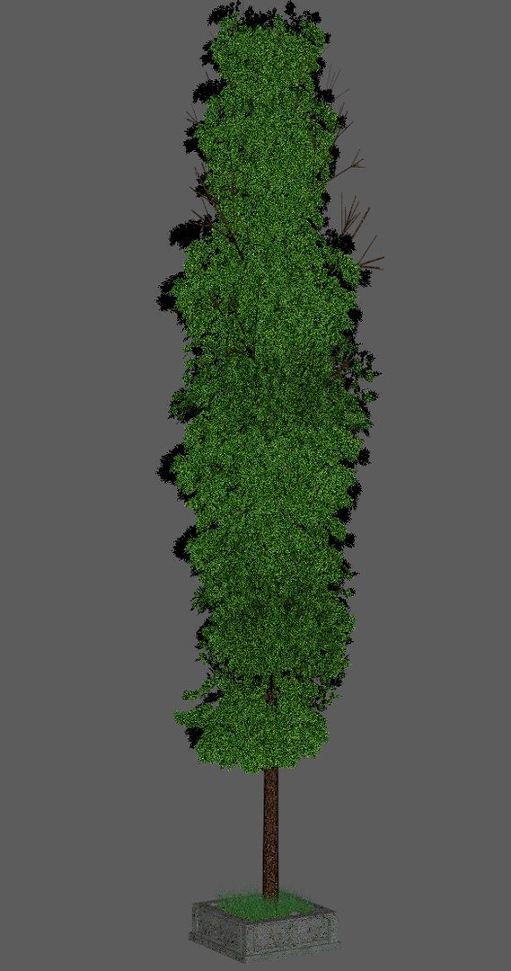 Cipres Tree 3D Model - TurboSquid 1237804