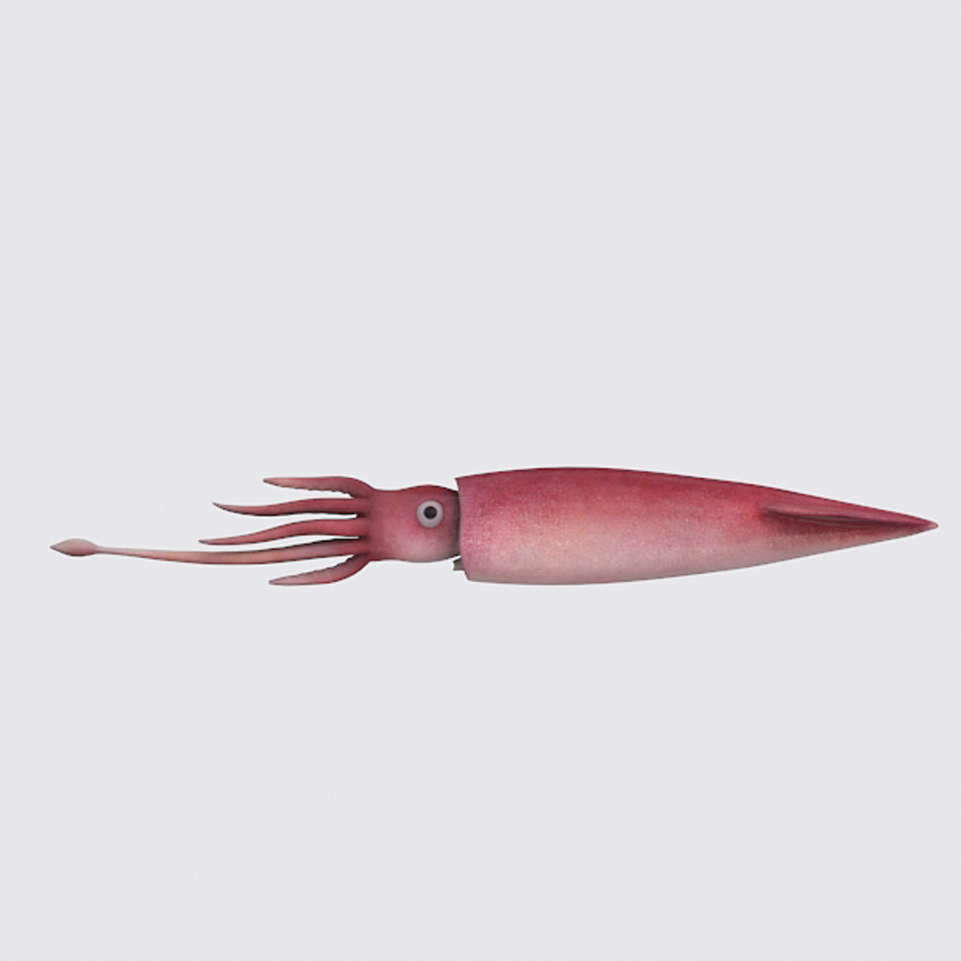 squid 3d model